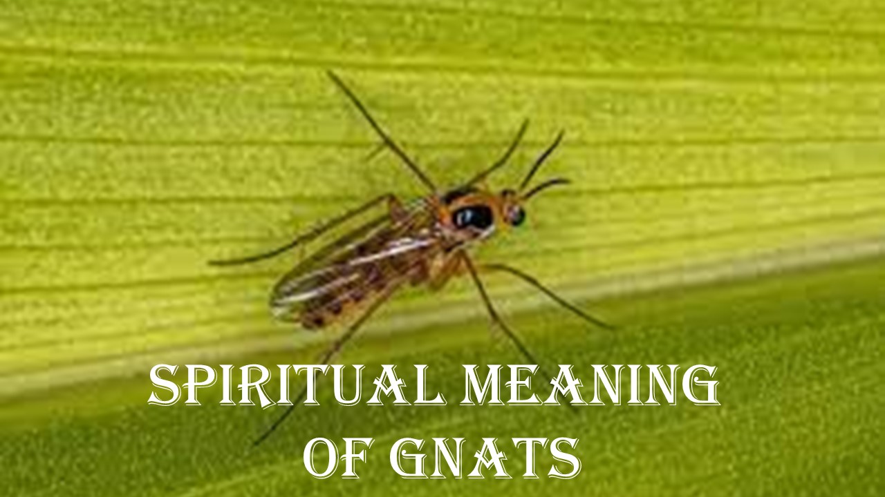 Spiritual Meanings Of Spiritual Meaning Of Spiritual Meanings Of